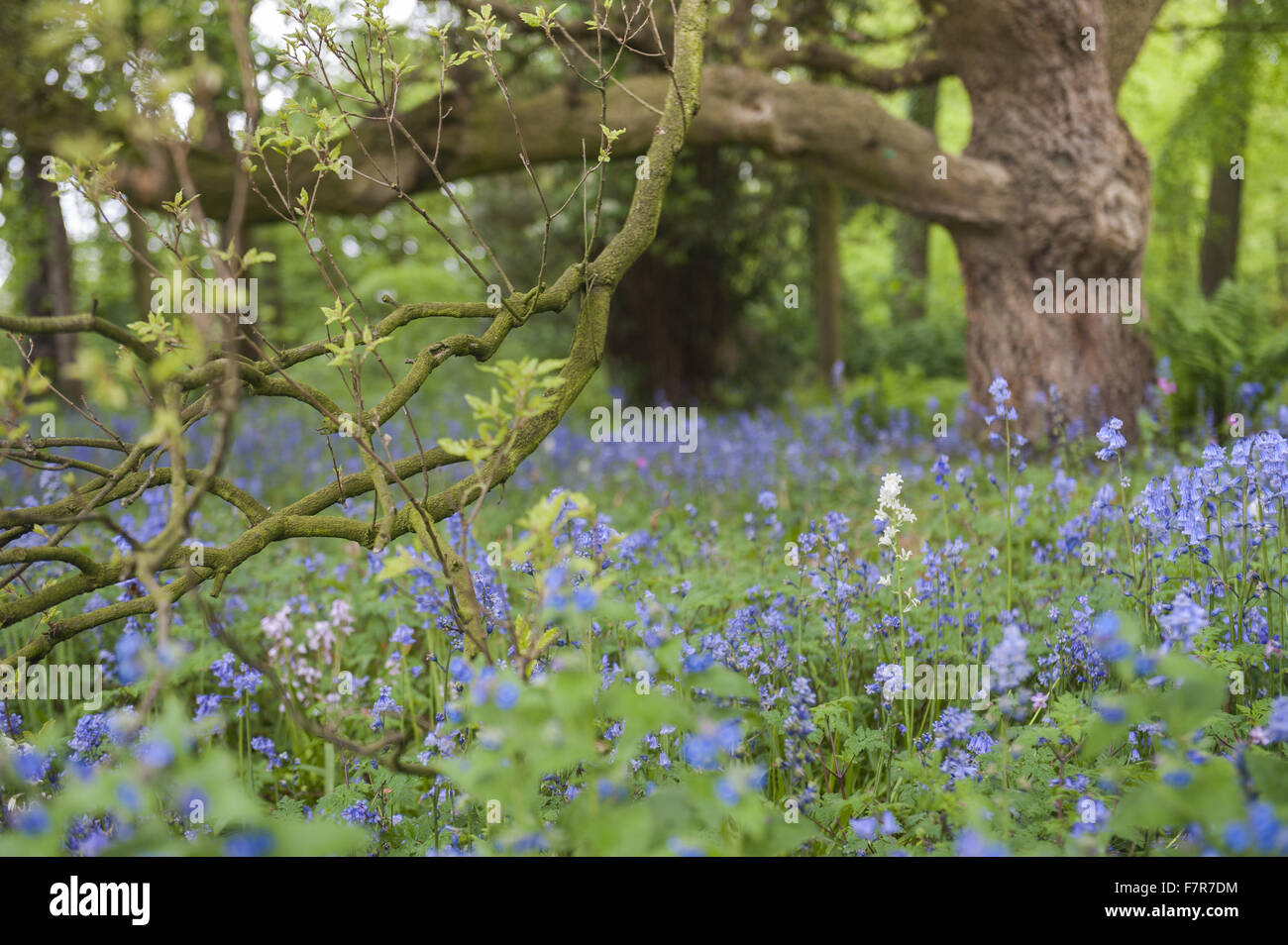 The gardens in the spring at Rufford Old Hall, Lancashire. Rufford Old ...