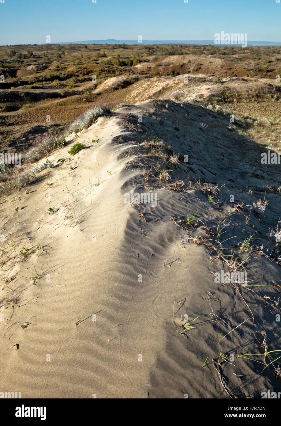 WA12210-00...WASHINGTON - Wind patterns on a sand dune in the Juniper ...