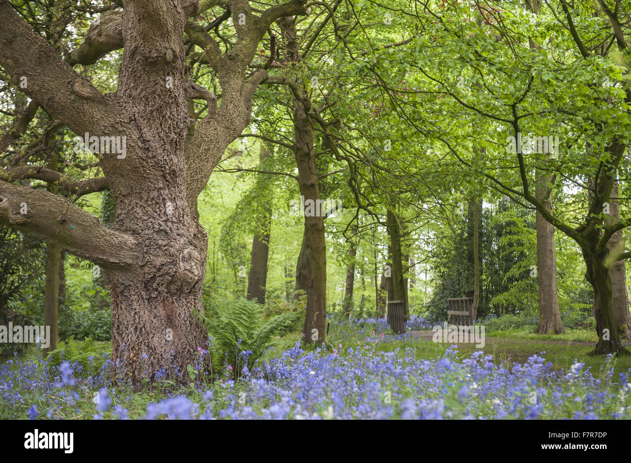 The gardens in the spring at Rufford Old Hall, Lancashire. Rufford Old ...