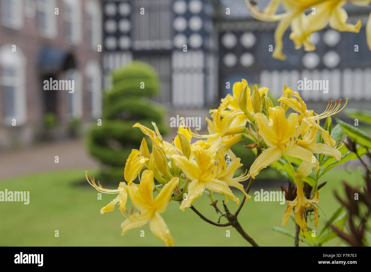 The gardens in the spring at Rufford Old Hall, Lancashire. Rufford Old ...