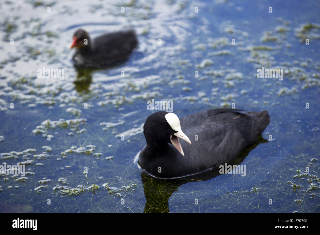 British coots hi-res stock photography and images - Alamy