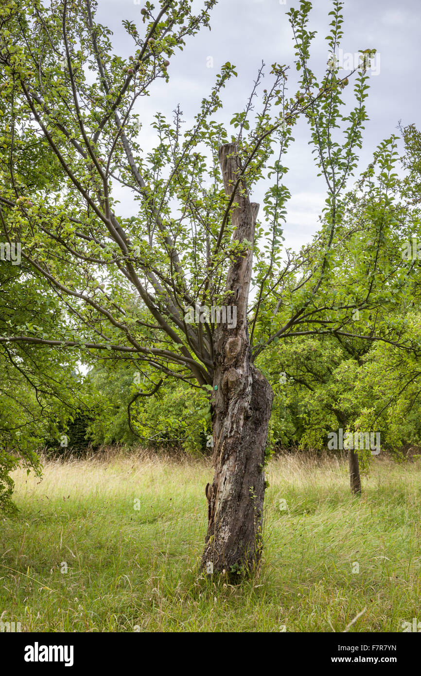 Beefing hi-res stock photography and images - Alamy