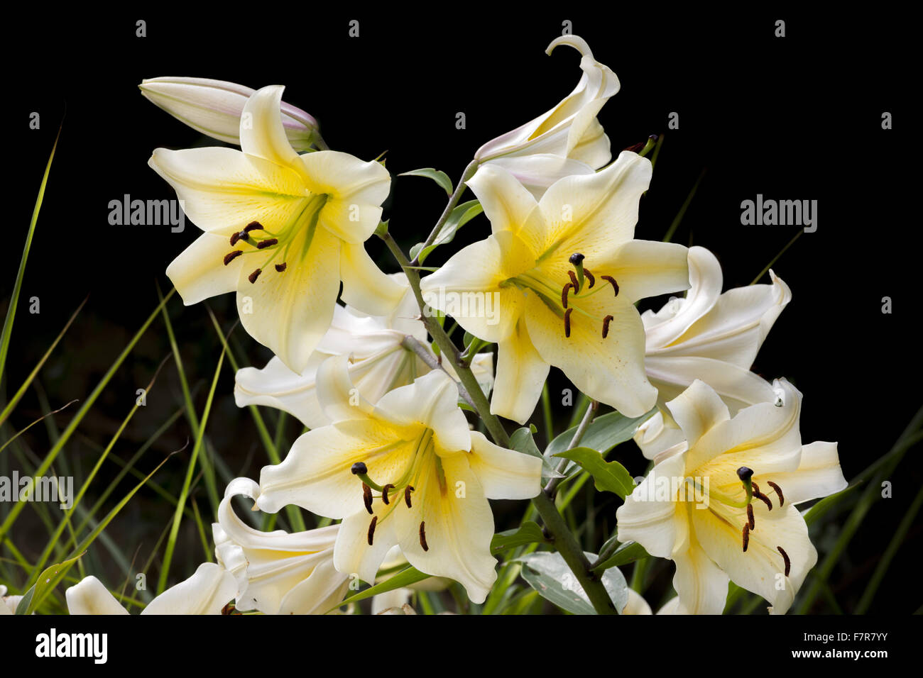 Lilies growing in the north-facing border in the West Court at Hardwick ...