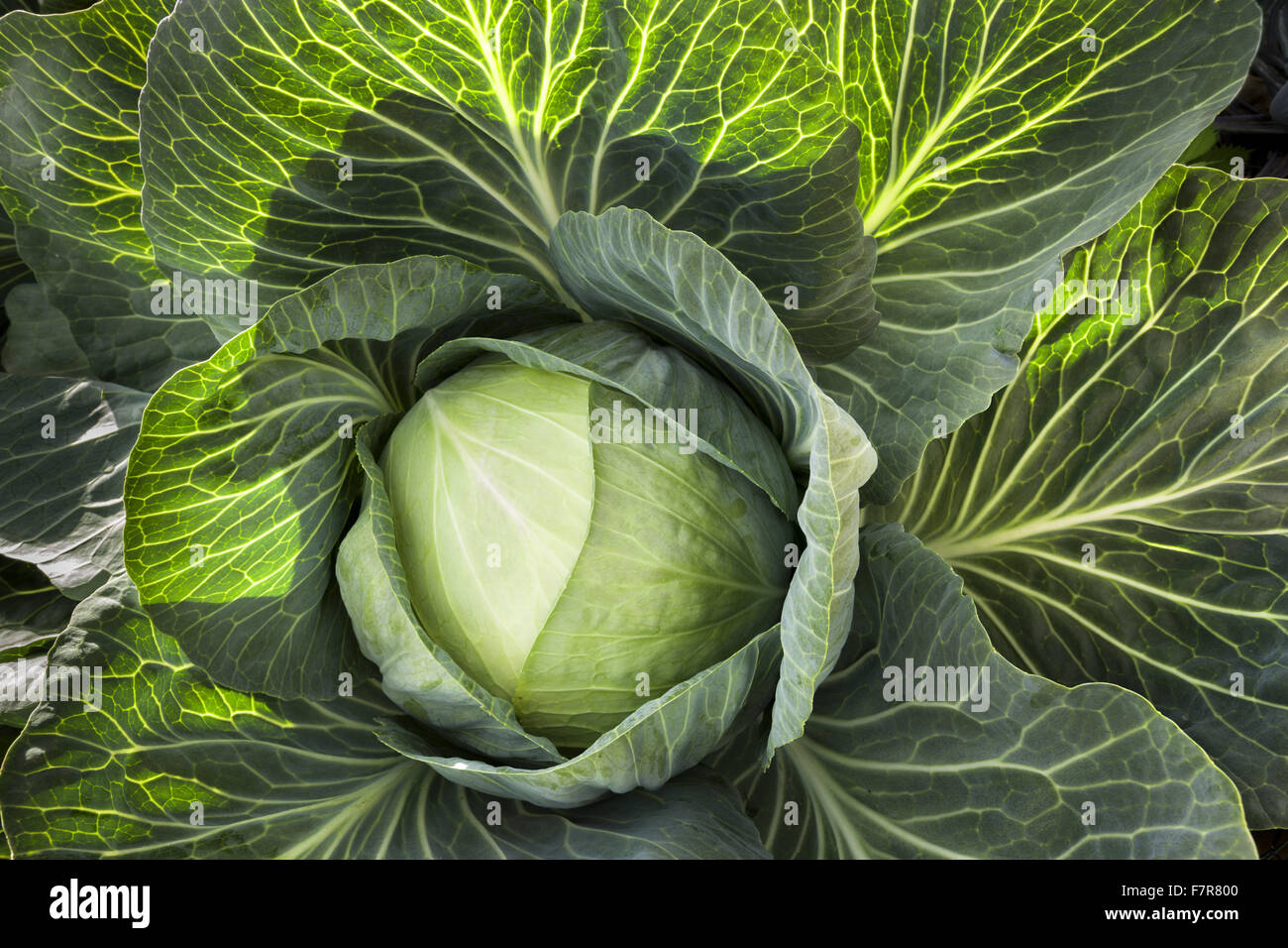 Brigadier cabbage hi-res stock photography and images - Alamy