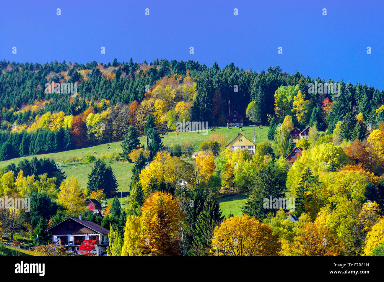 Beautiful colorful autumnal landscape of alsacien hills , France Stock ...