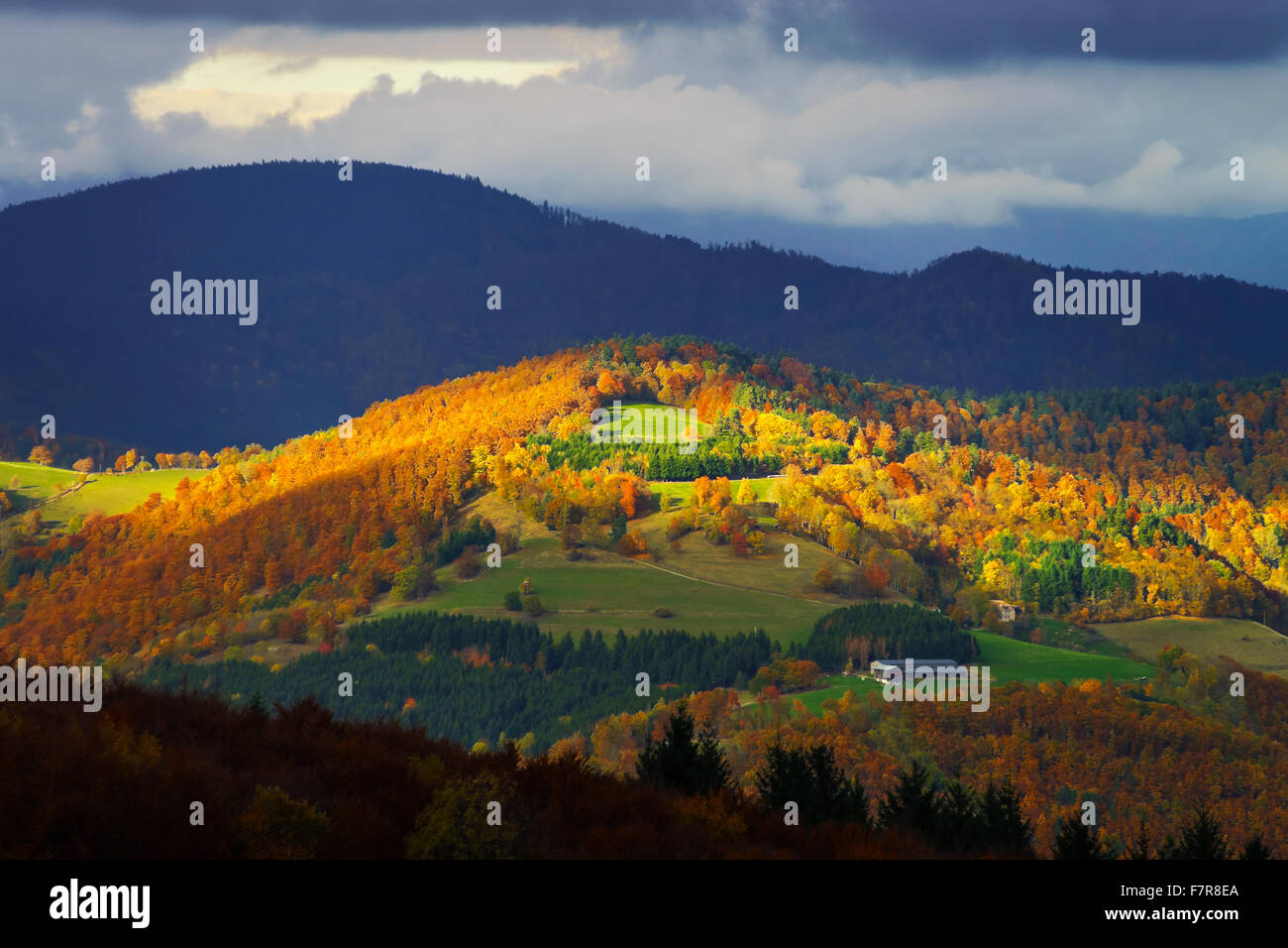Beautiful colorful autumnal landscape of alsacien hills , France Stock ...