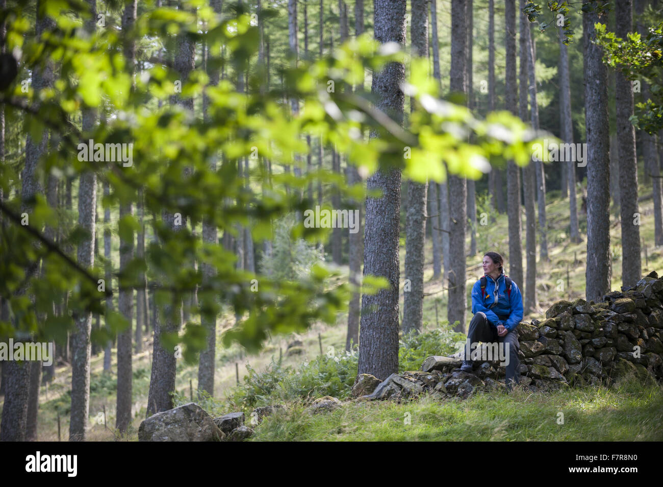 Visitor at Burtness Wood, Buttermere, Cumbria Stock Photo - Alamy