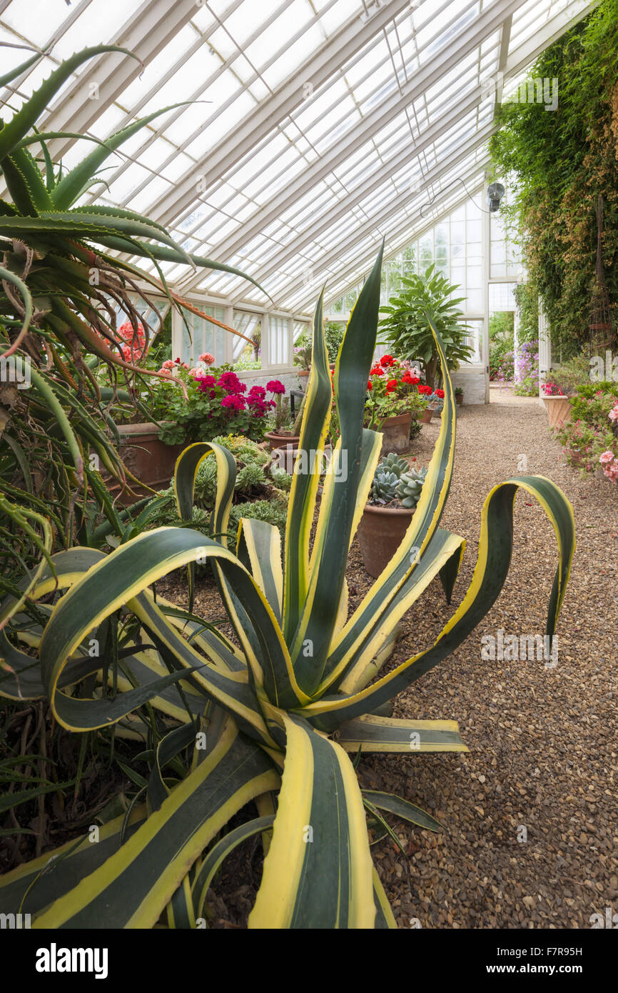 Inside the greenhouse at Felbrigg Hall, Gardens and Estate, Norfolk ...