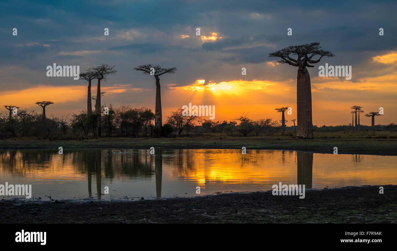 Sunset over Alley of the baobabs, Madagascar Stock Photo - Alamy