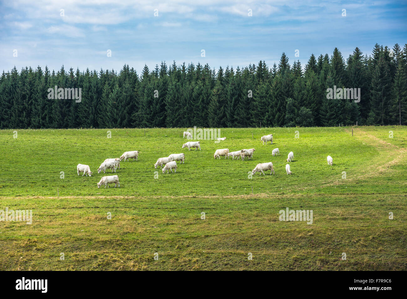 Cows in a green field Stock Photo - Alamy