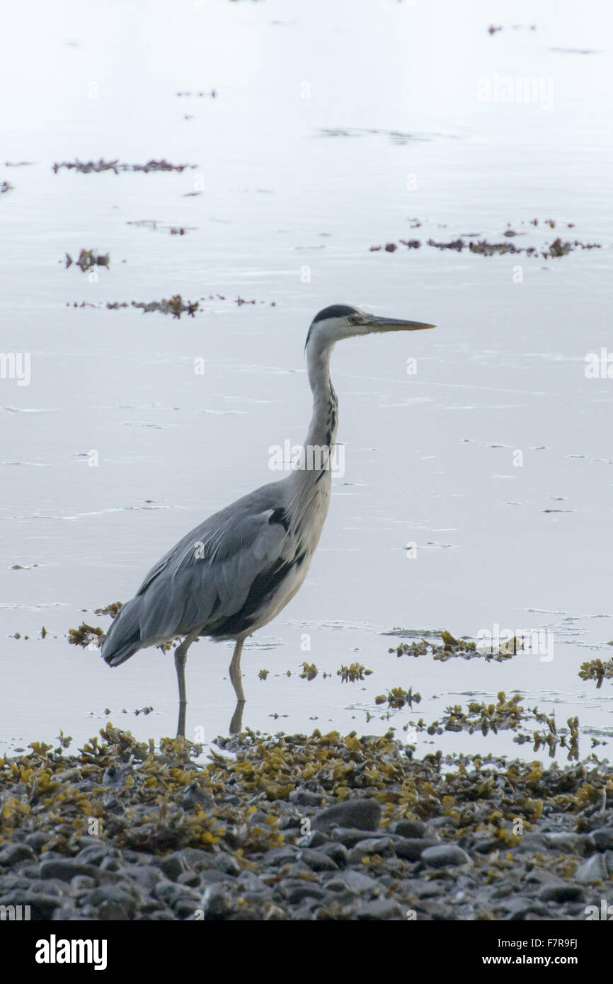 Nt fauna hi-res stock photography and images - Alamy