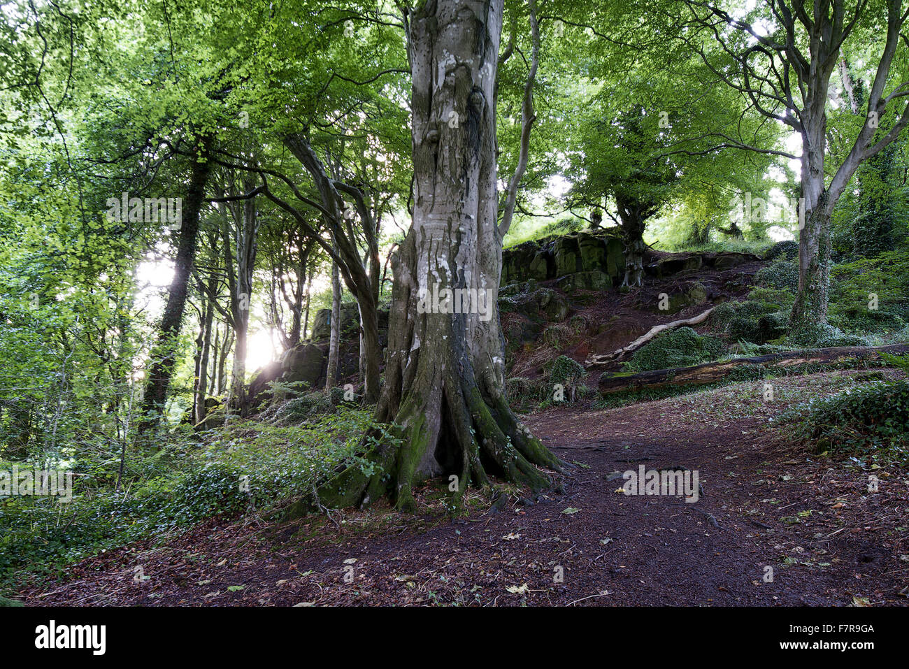 Killynether, County Down. Killynether is mostly woodland Stock Photo ...