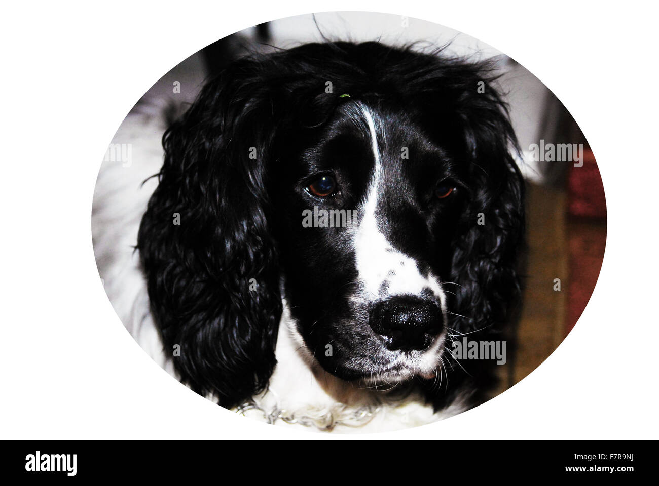 Sprocker cross hi-res stock photography and images - Alamy