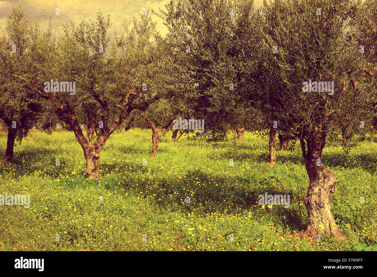Olive woods with green grass. Greece Stock Photo - Alamy