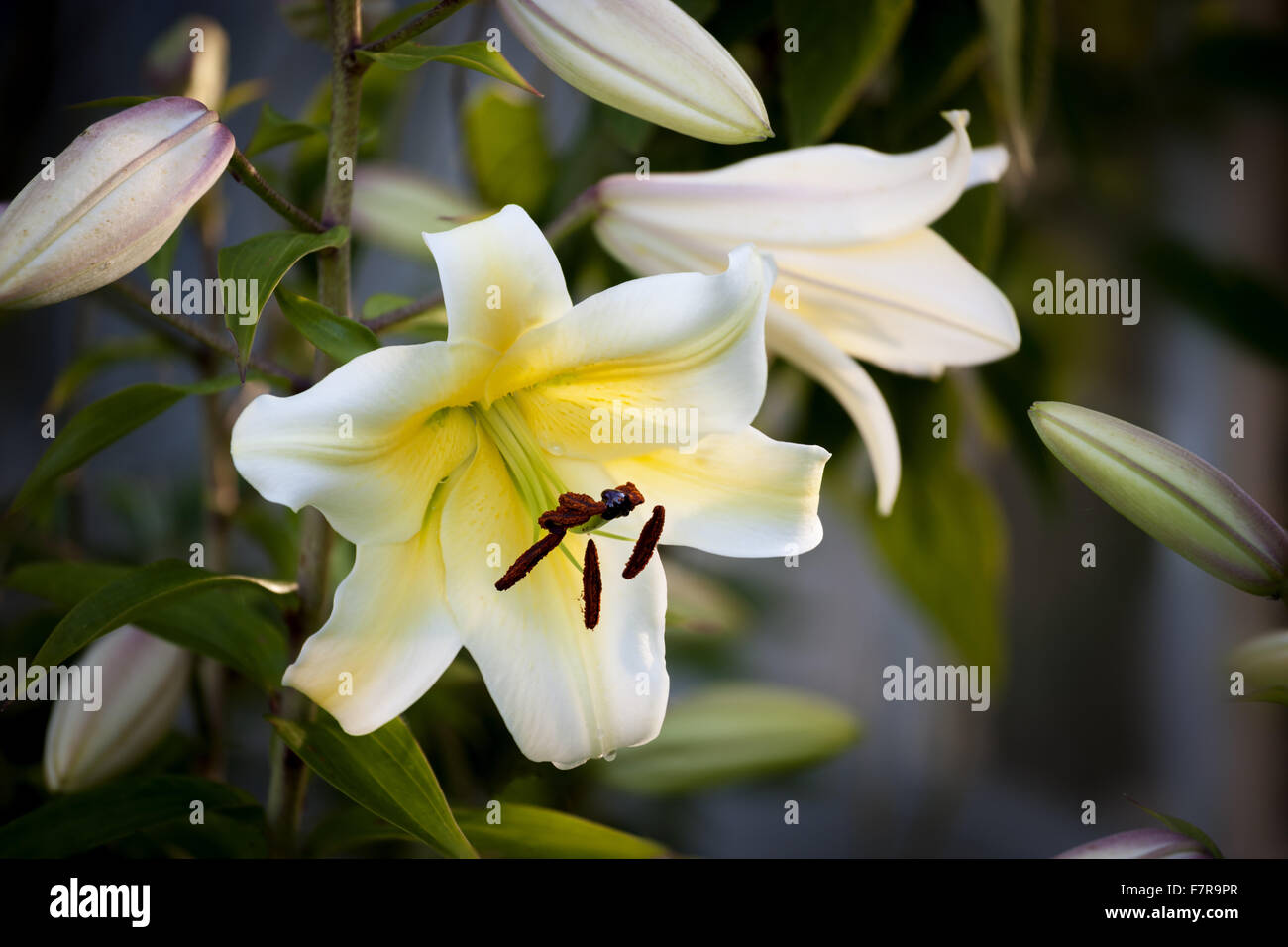 Lilys growing in the Walled Garden at Felbrigg Hall, Gardens and Estate ...
