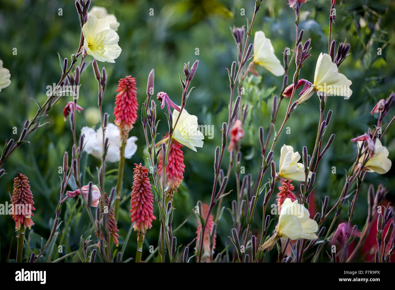 Norfolk Border Stock Photos & Norfolk Border Stock Images - Alamy