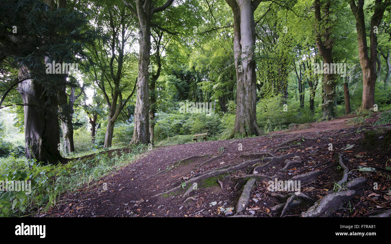 Killynether, County Down. Killynether is mostly woodland Stock Photo ...