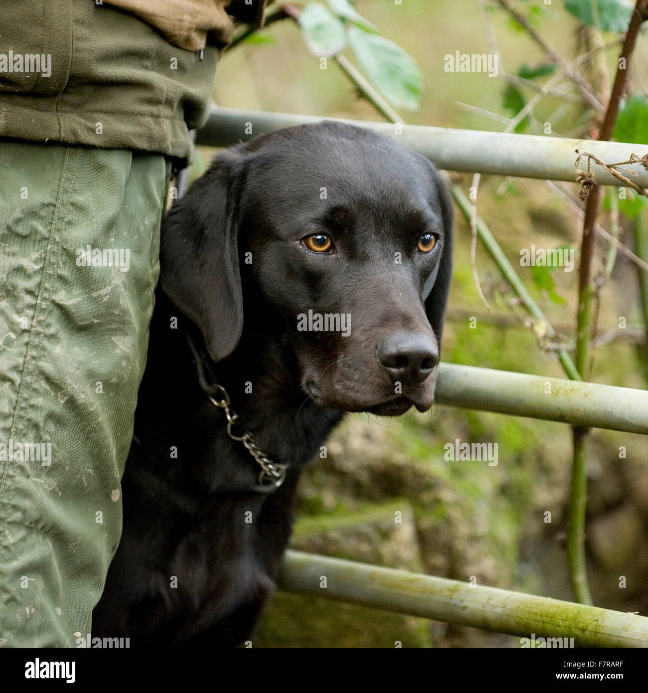 Labrador head hi-res stock photography and images - Alamy
