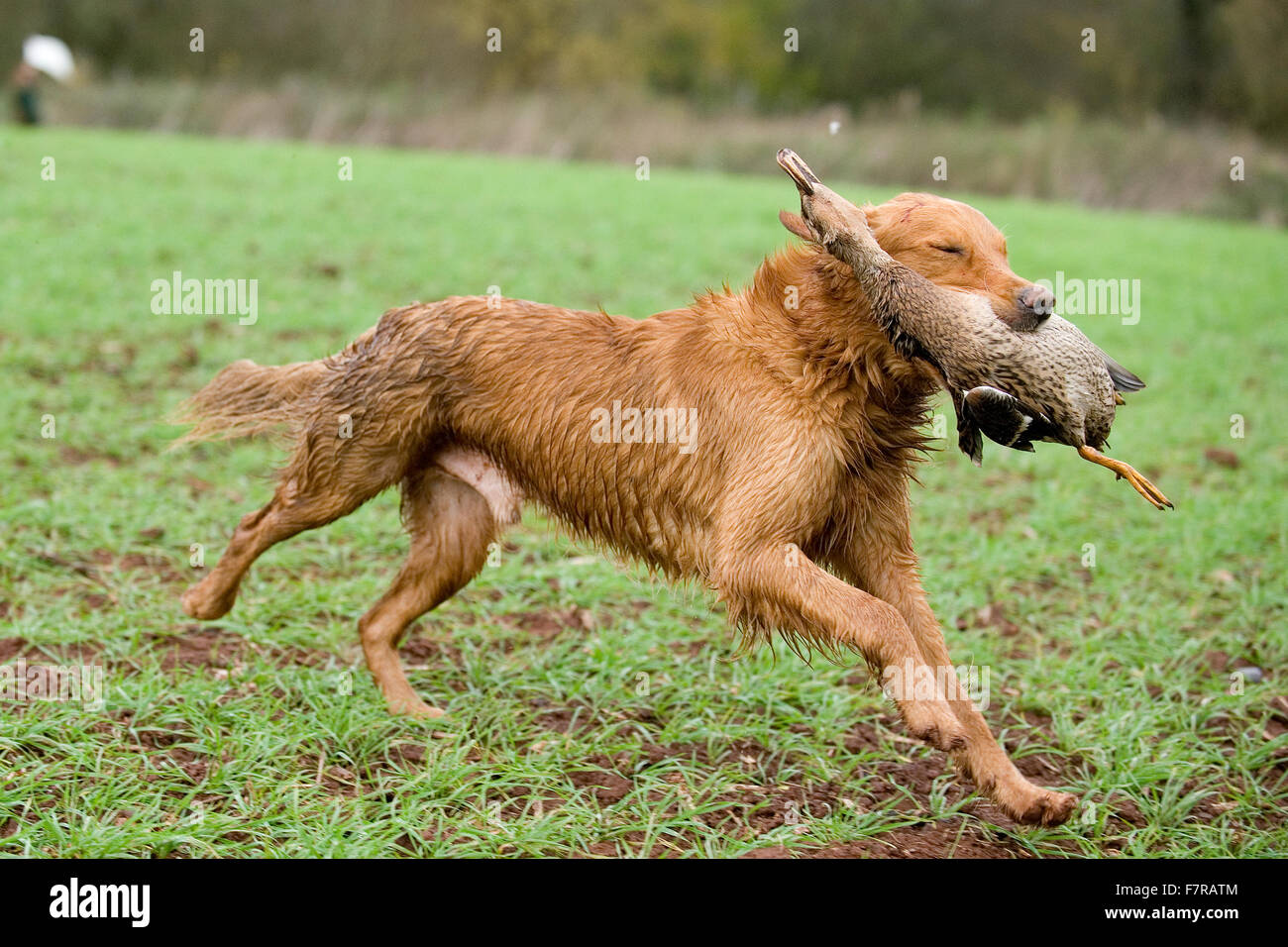 golden retriever retrieving a duck Stock Photo - Alamy