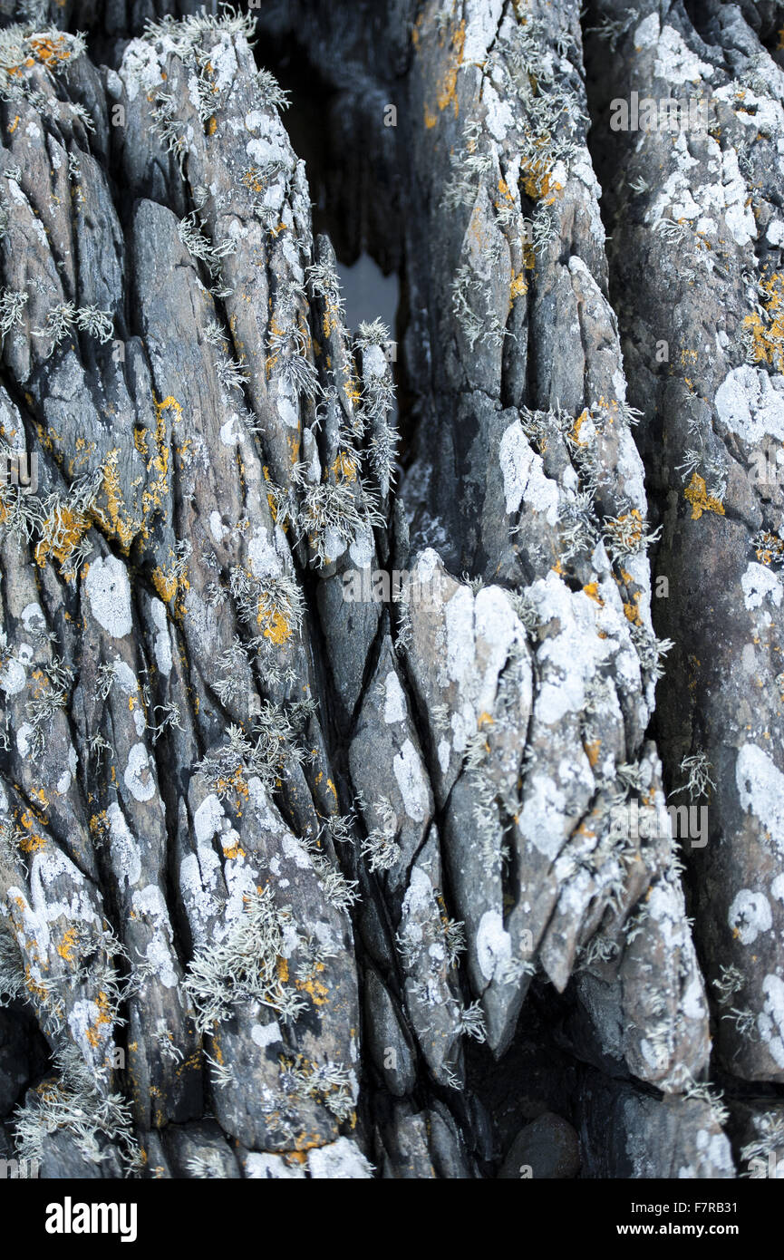 Detail of rocks at Orlock Point, County Down. Orlock Point is an area ...