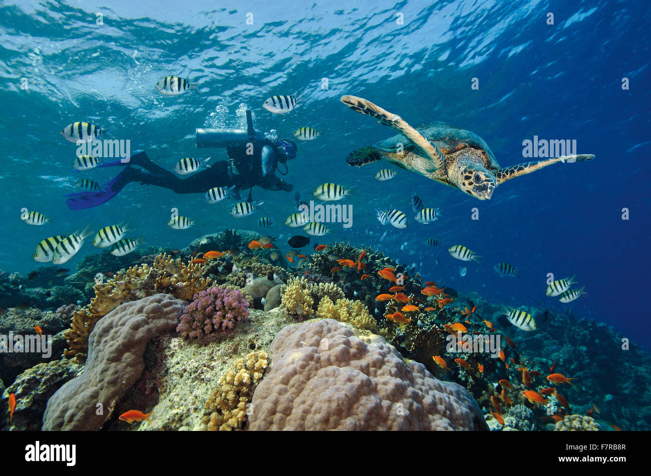 Scuba diver with Hawksbill sea turtle on coral reef in the Red Sea ...