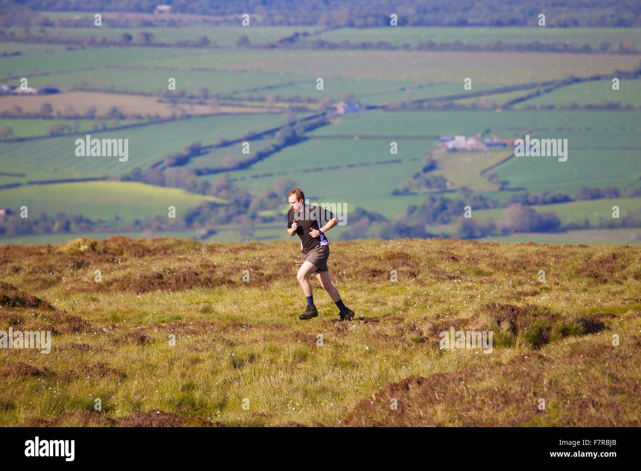 Fell runner. Running across moor above farmland. Carrock Fell, Calbeck ...