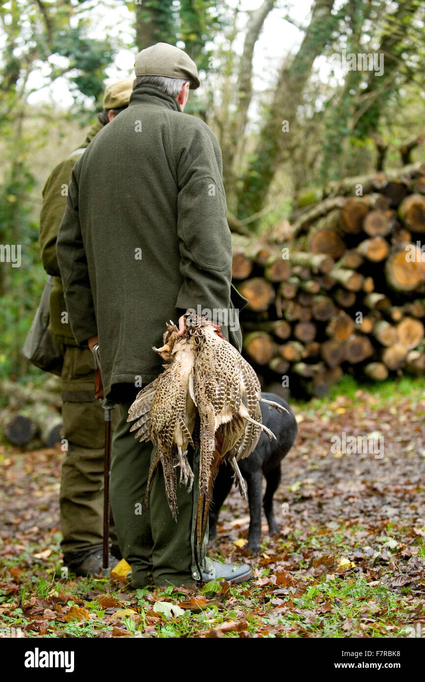 brace of pheasants on a pheasant shoot Stock Photo - Alamy