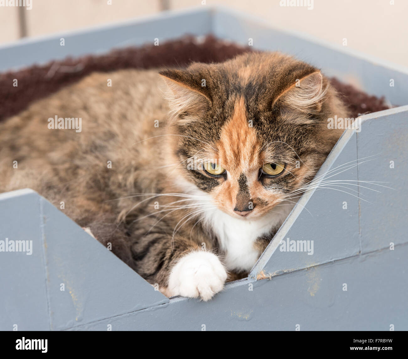 Ginger bed hi-res stock photography and images - Alamy