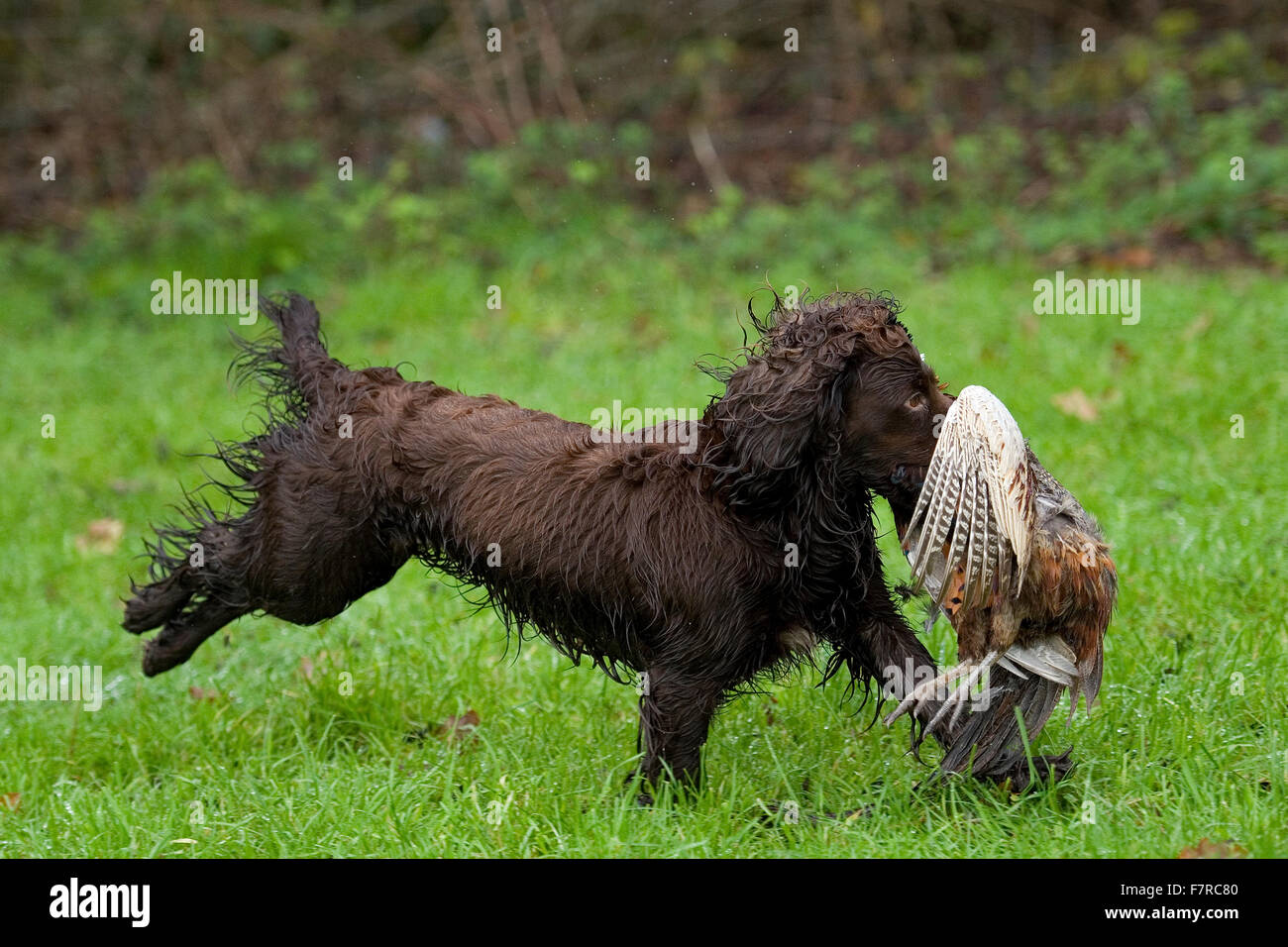 cocker spaniel retrieving a pheasant Stock Photo - Alamy