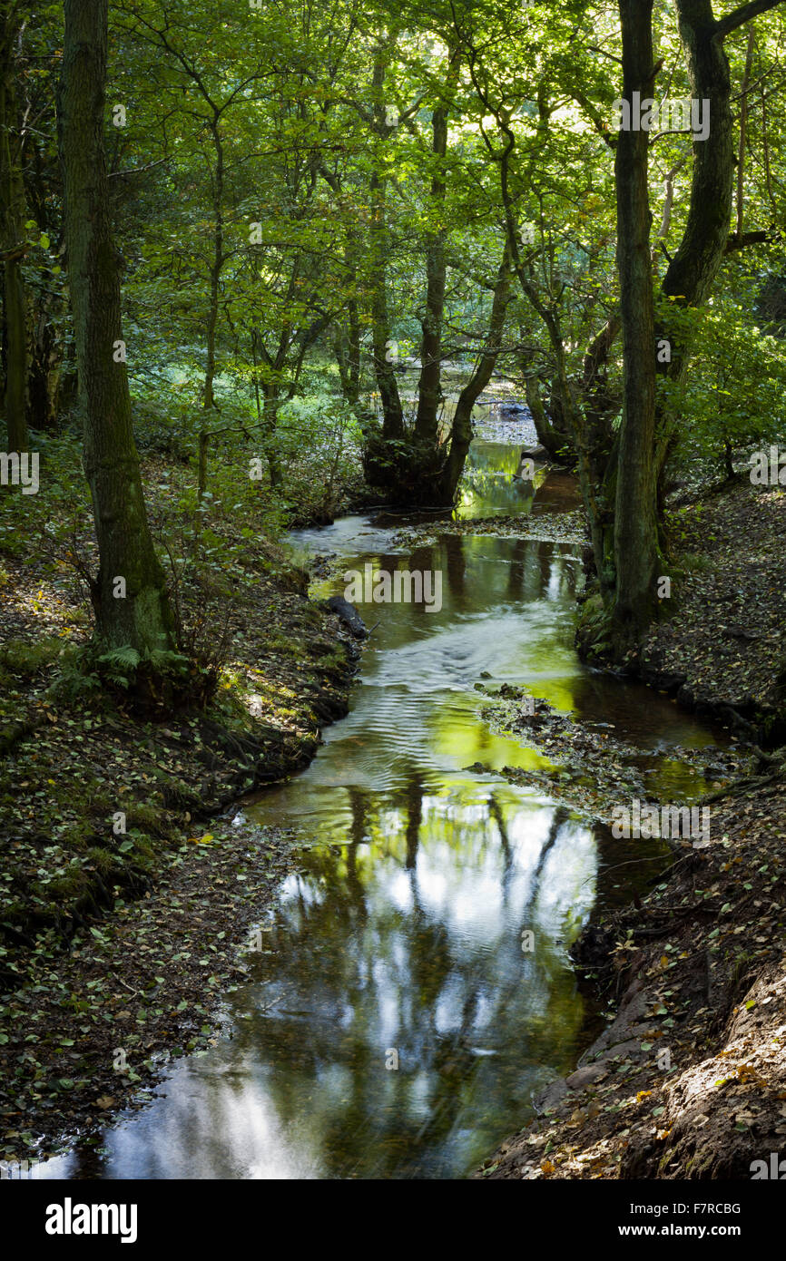 Downs Banks Brook meandering through woodland at Downs Bank ...