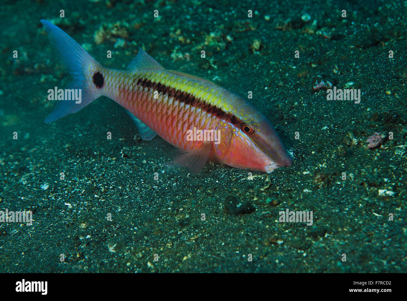 Long barbeled hi-res stock photography and images - Alamy