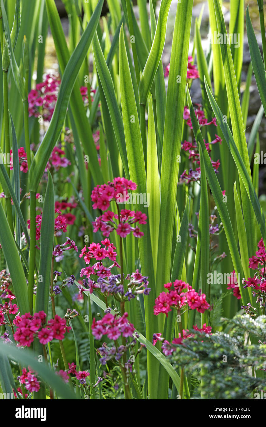 Goddards house and garden hi-res stock photography and images - Alamy