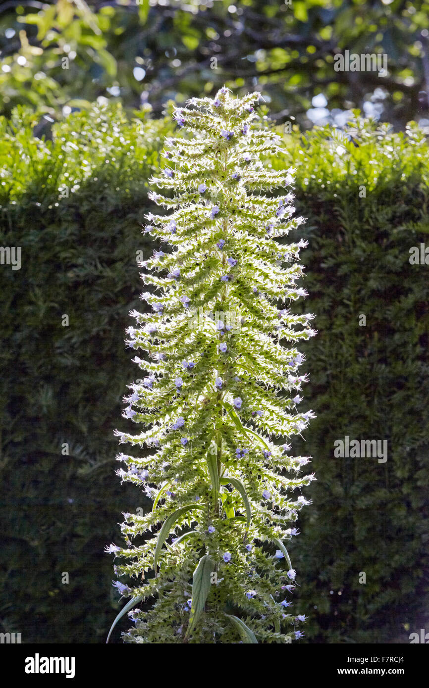 Plants growing in the garden at Fenton House and Garden, London. Fenton ...