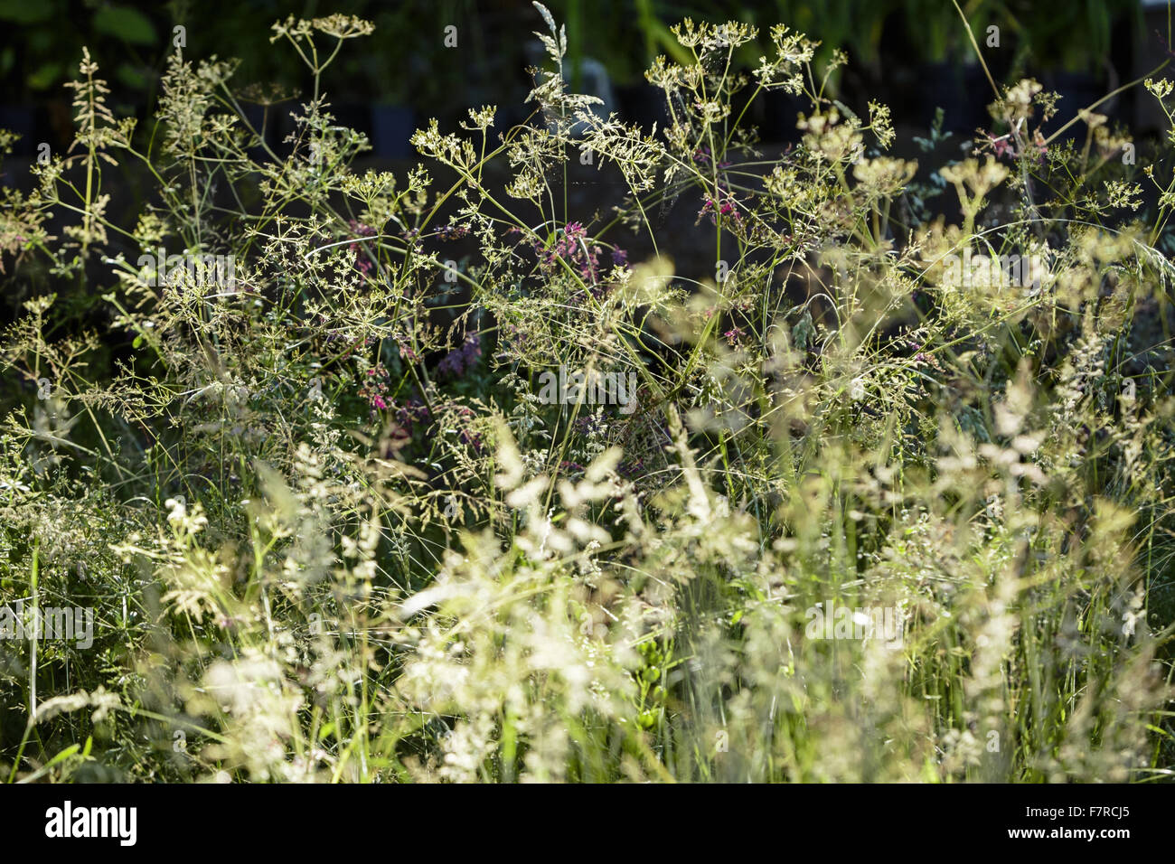 Plants growing in the garden at Fenton House and Garden, London. Fenton ...