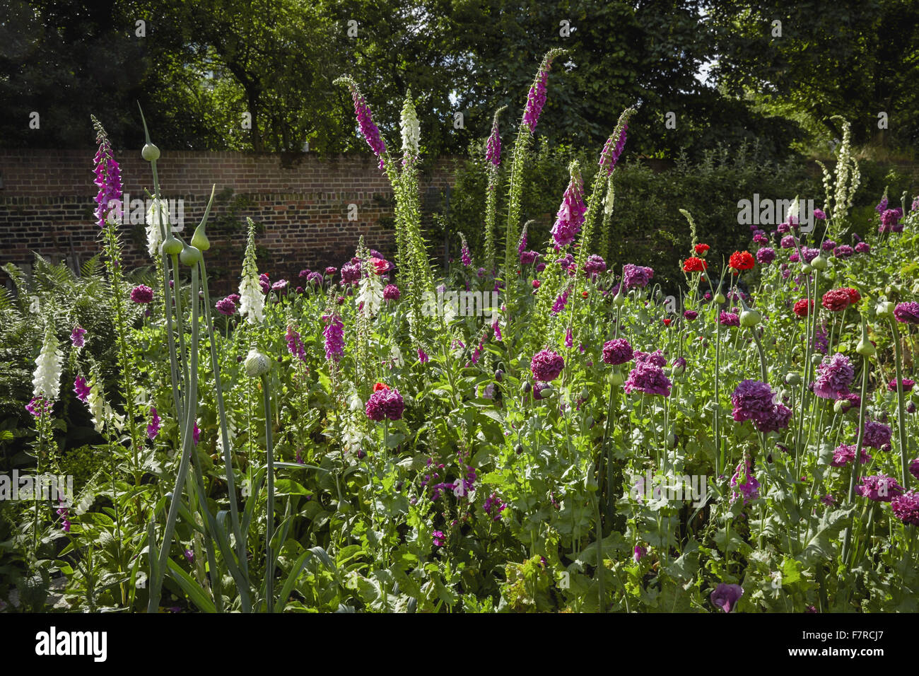 Plants growing in the garden at Fenton House and Garden, London. Fenton ...