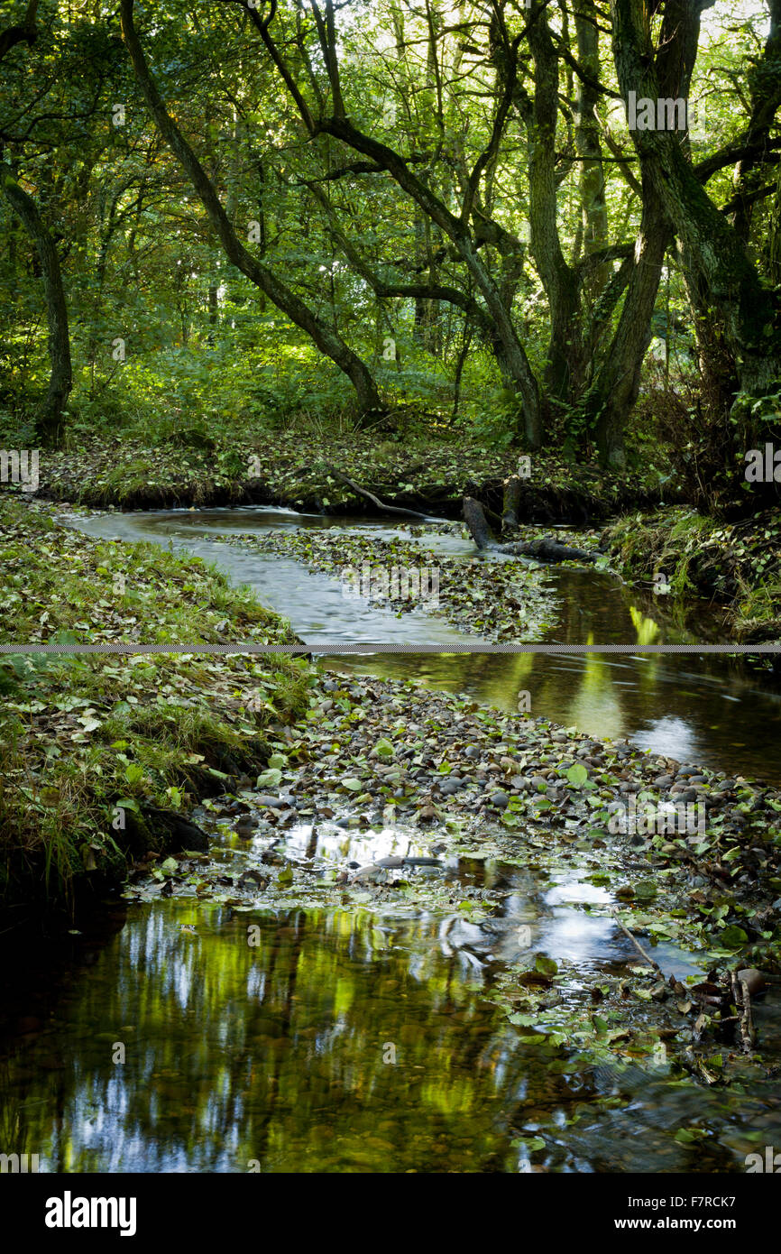Downs Banks Brook meandering through woodland at Downs Bank ...