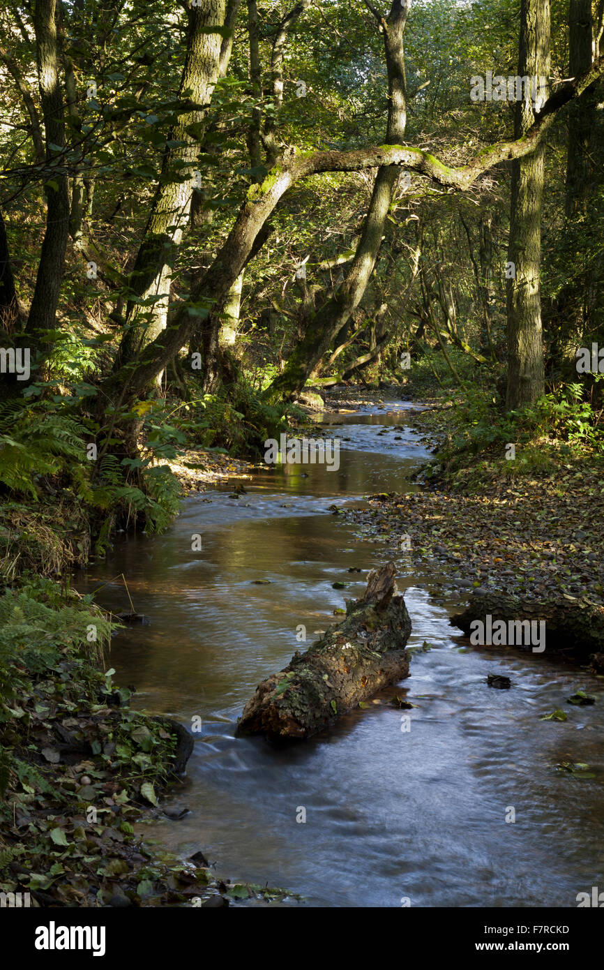 Downs Banks Brook meandering through woodland at Downs Bank ...