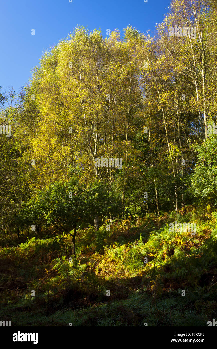 Trees growing on heathland at Downs Banks, Staffordshire Stock Photo ...