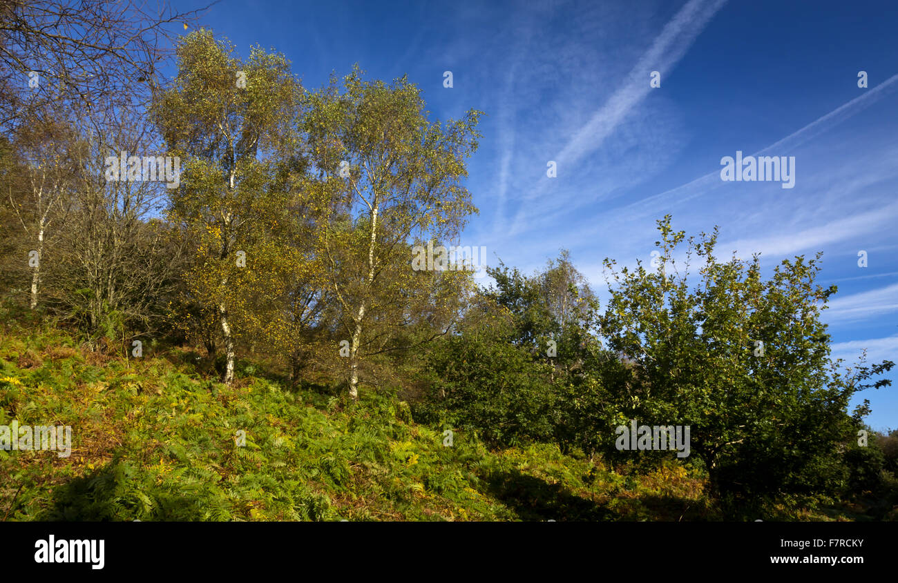 Trees growing on heathland at Downs Banks, Staffordshire Stock Photo ...