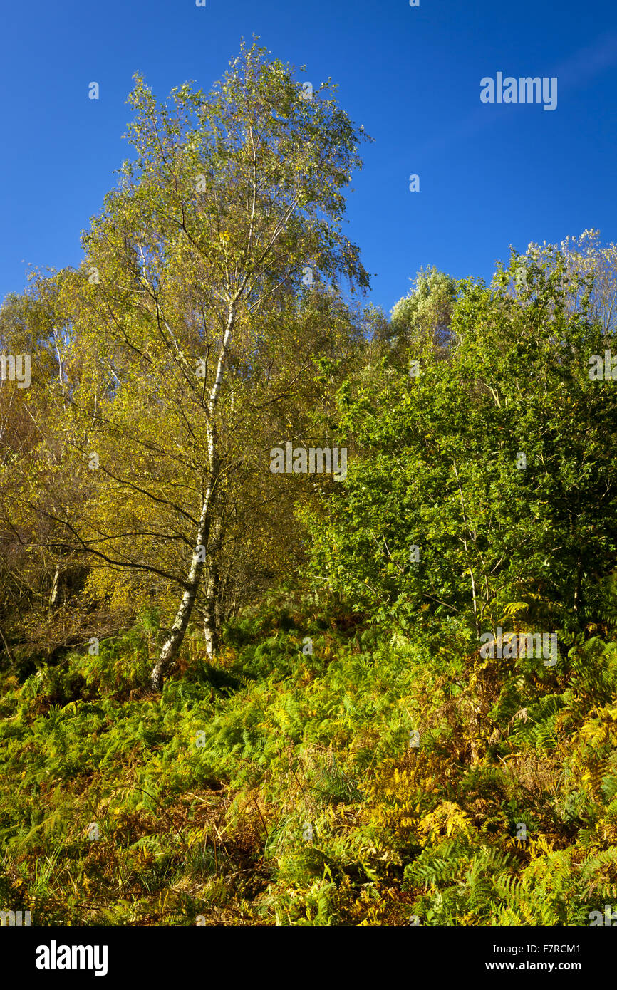 Trees growing on heathland at Downs Banks, Staffordshire Stock Photo ...