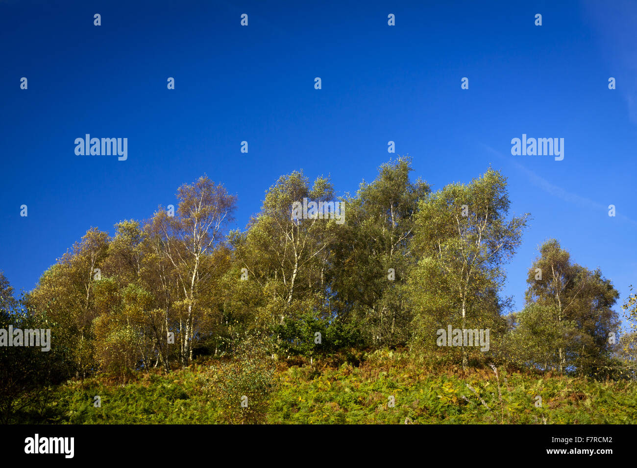 Trees growing on heathland at Downs Banks, Staffordshire Stock Photo ...