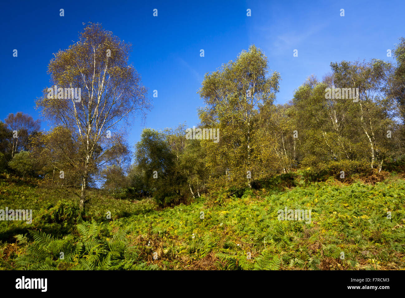 Trees growing on heathland at Downs Banks, Staffordshire Stock Photo ...