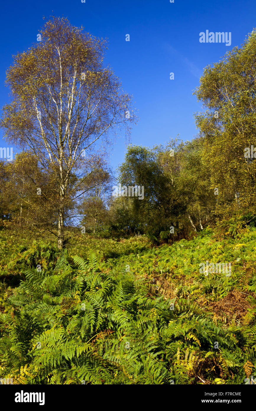 Trees growing on heathland at Downs Banks, Staffordshire Stock Photo ...