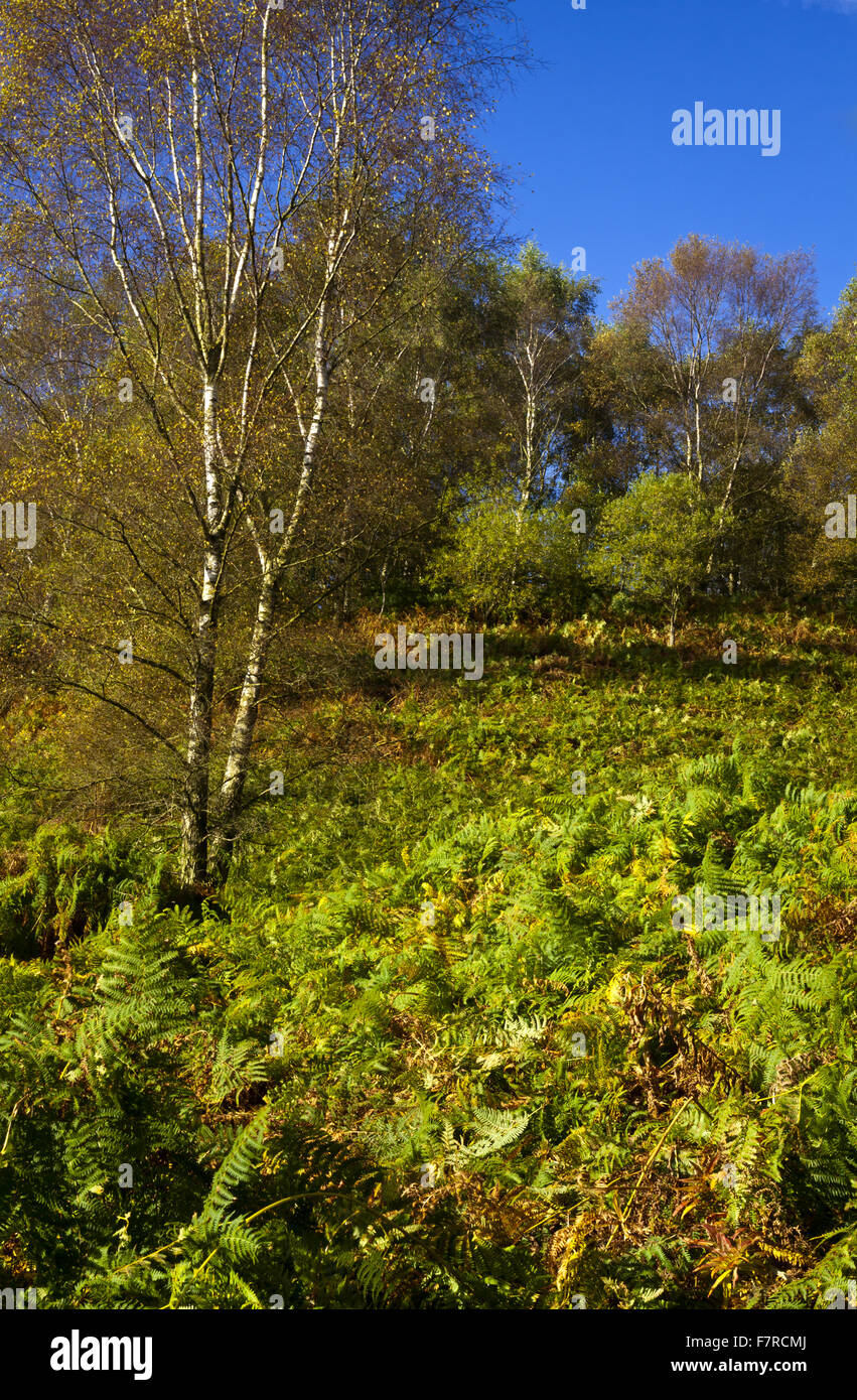 Trees growing on heathland at Downs Banks, Staffordshire Stock Photo ...