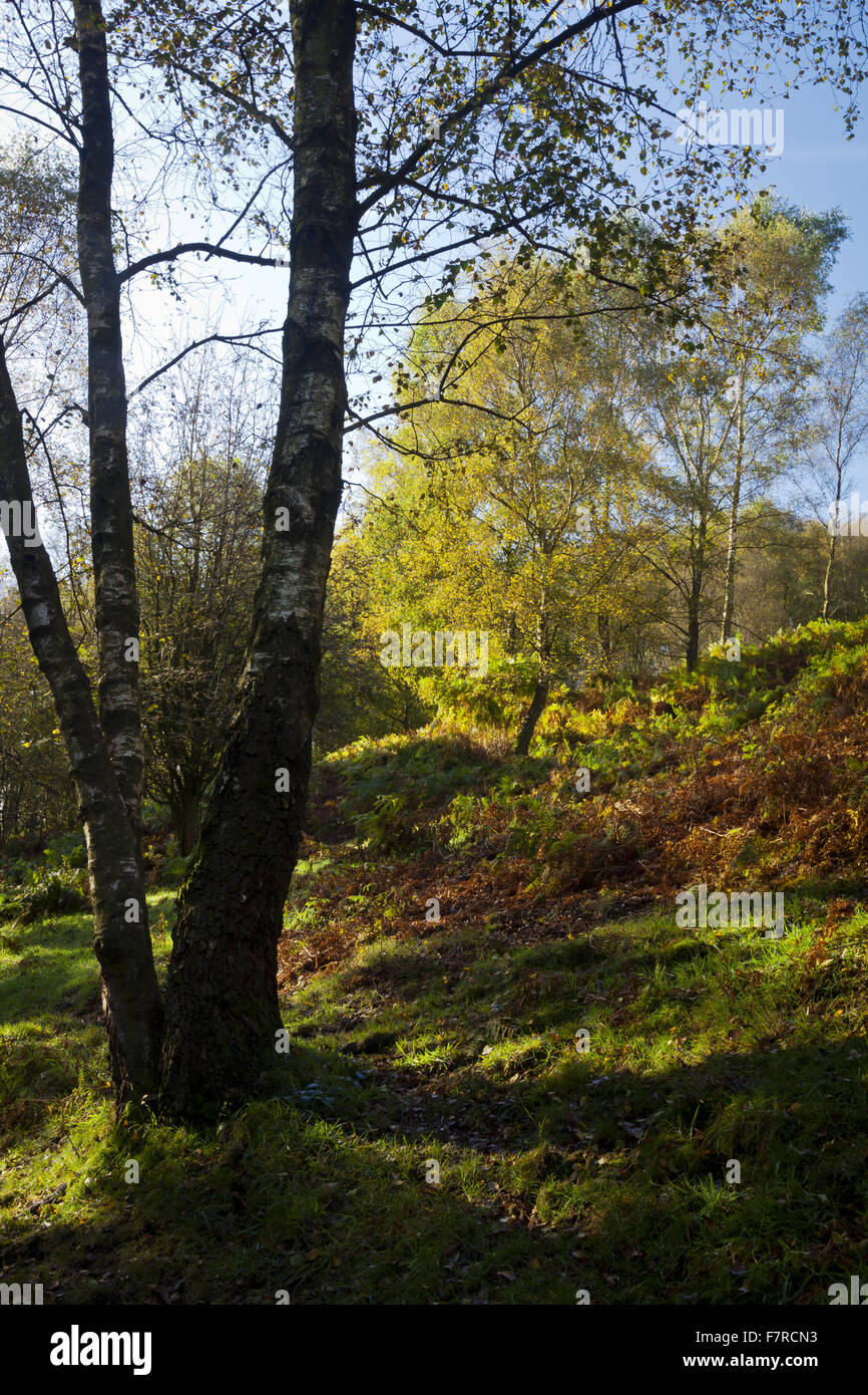 Trees growing on heathland at Downs Banks, Staffordshire Stock Photo ...