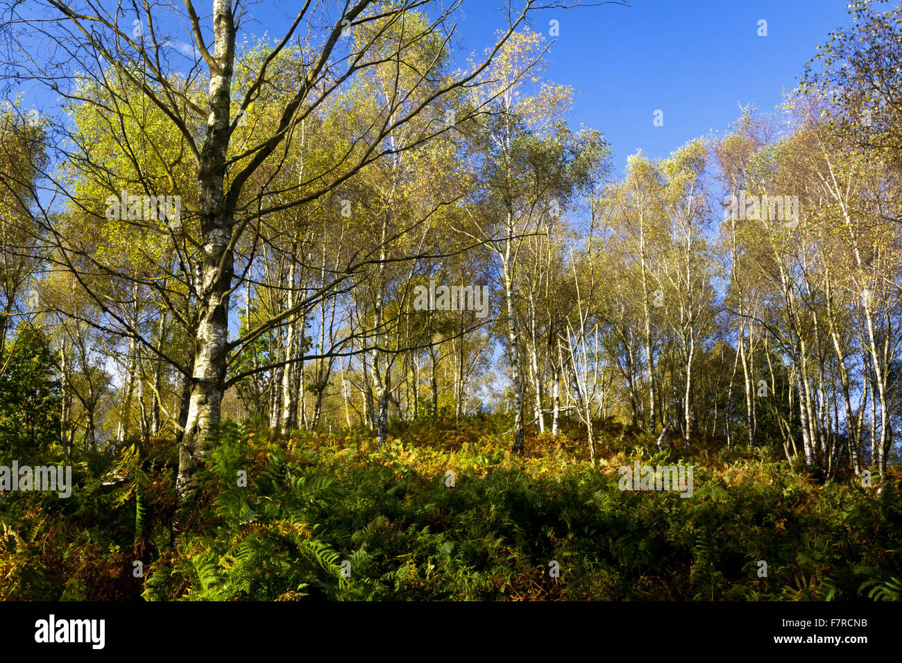 Trees growing on heathland at Downs Banks, Staffordshire Stock Photo ...
