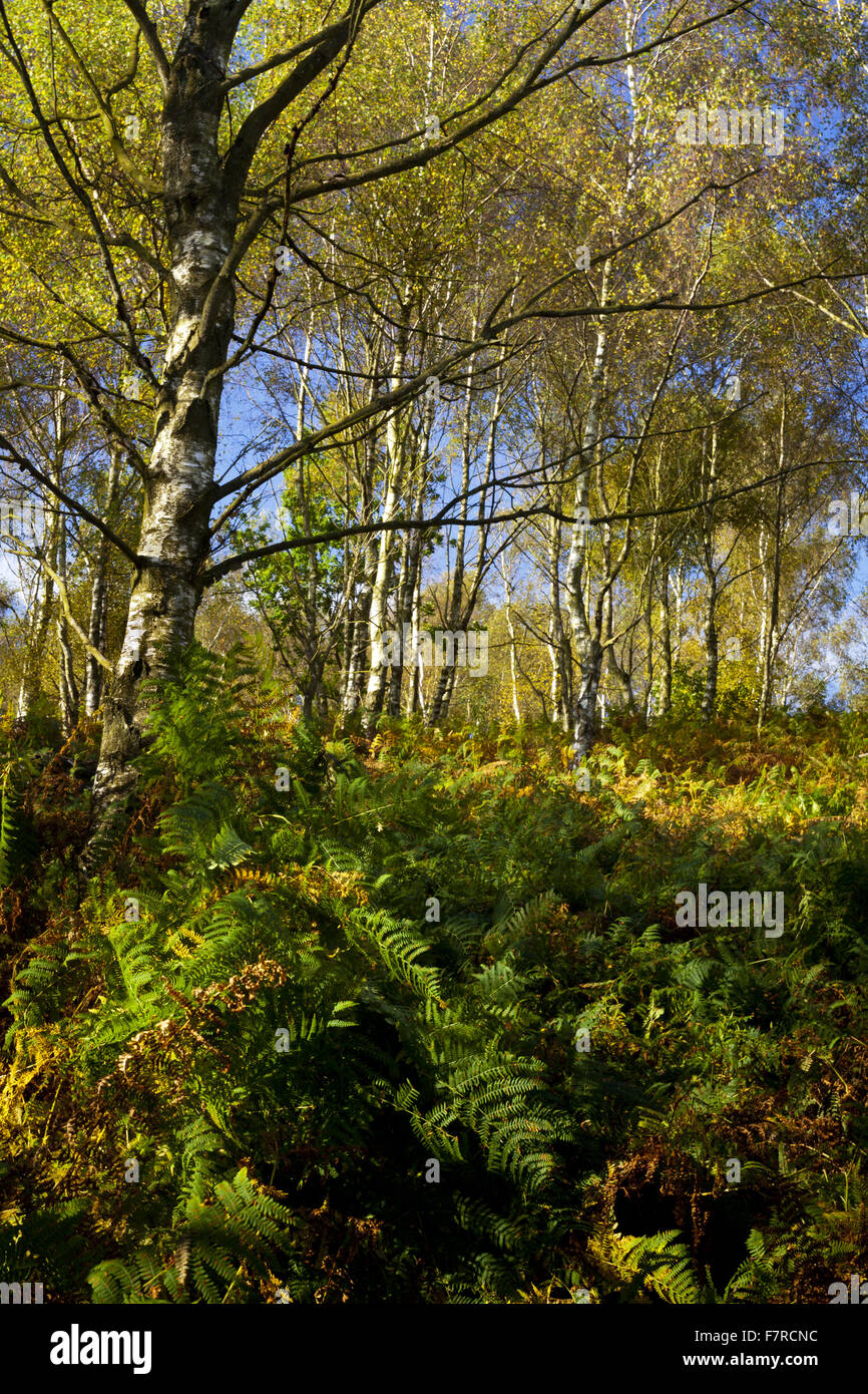 Trees growing on heathland at Downs Banks, Staffordshire Stock Photo ...