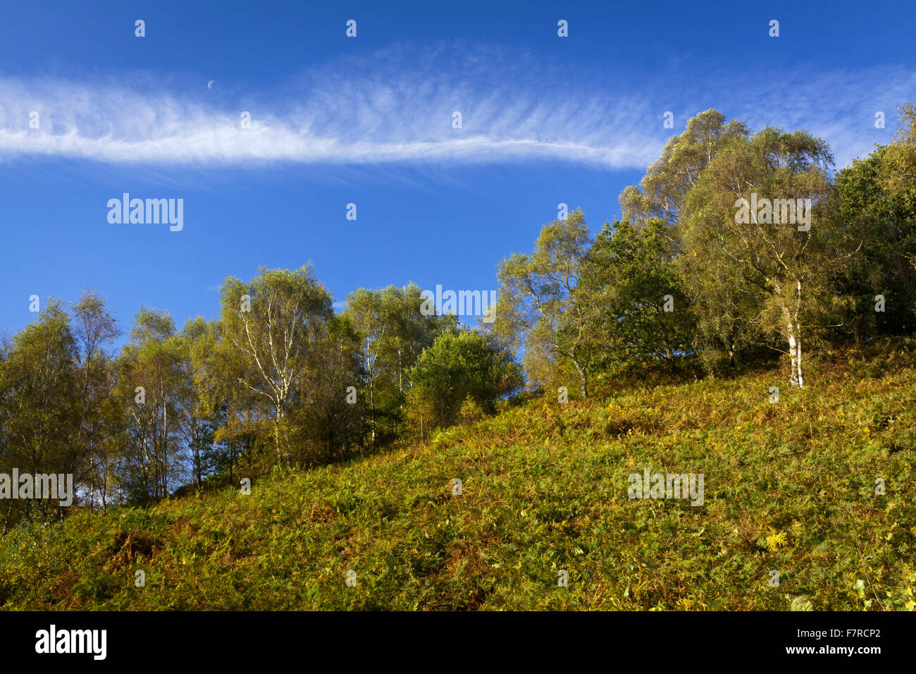 Trees growing on heathland at Downs Banks, Staffordshire Stock Photo ...