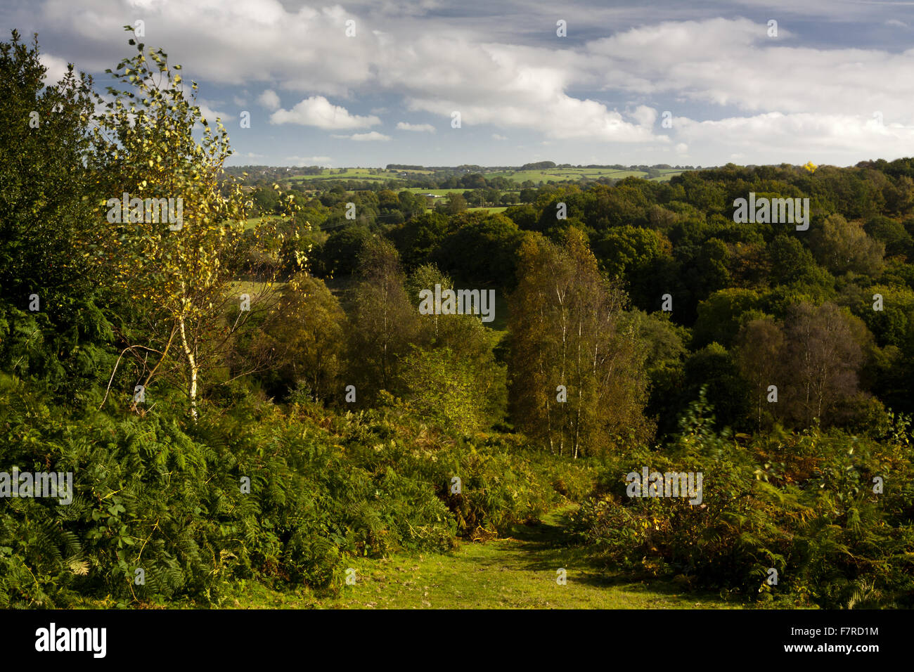Trees in a wooded area at Downs Banks, Staffordshire Stock Photo - Alamy