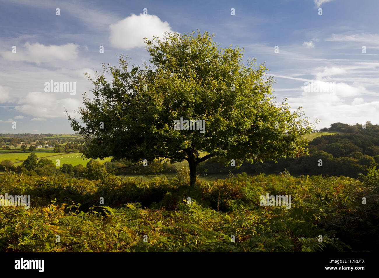 View of a tree growing on heathland at Downs Banks, Staffordshire Stock ...